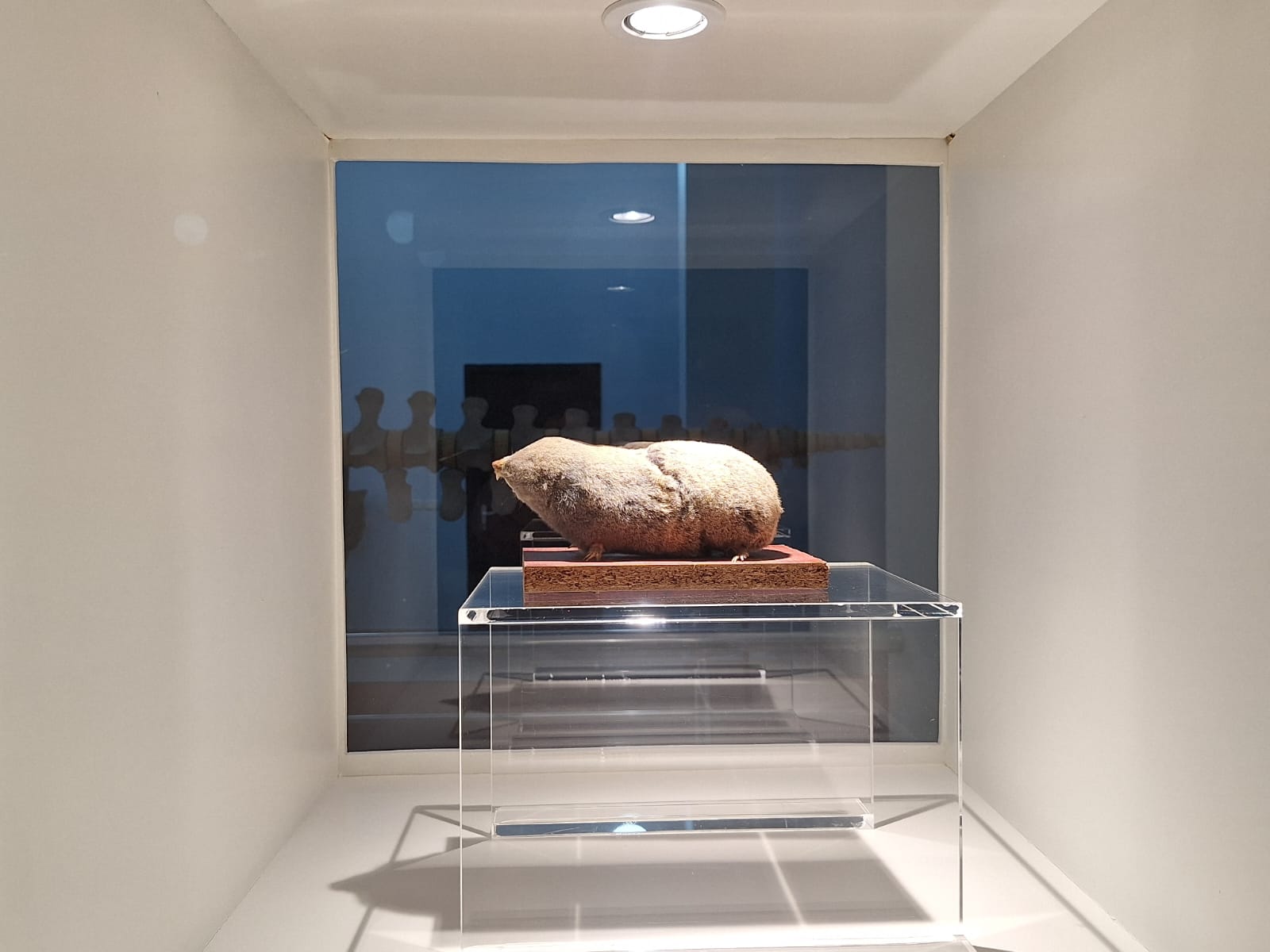 Muzeu i Shkencave të Natyrës në Tiranë - Visit Tirana